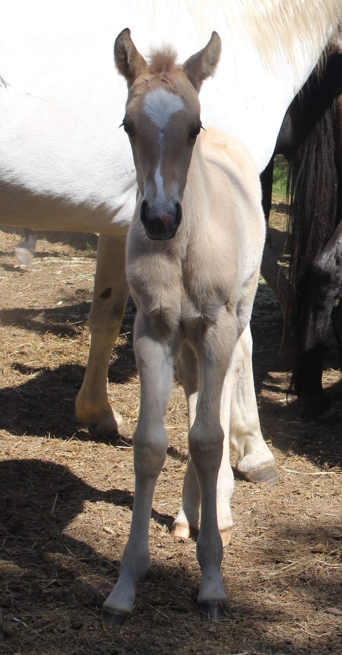 Quarter Horses & Paints For Sale