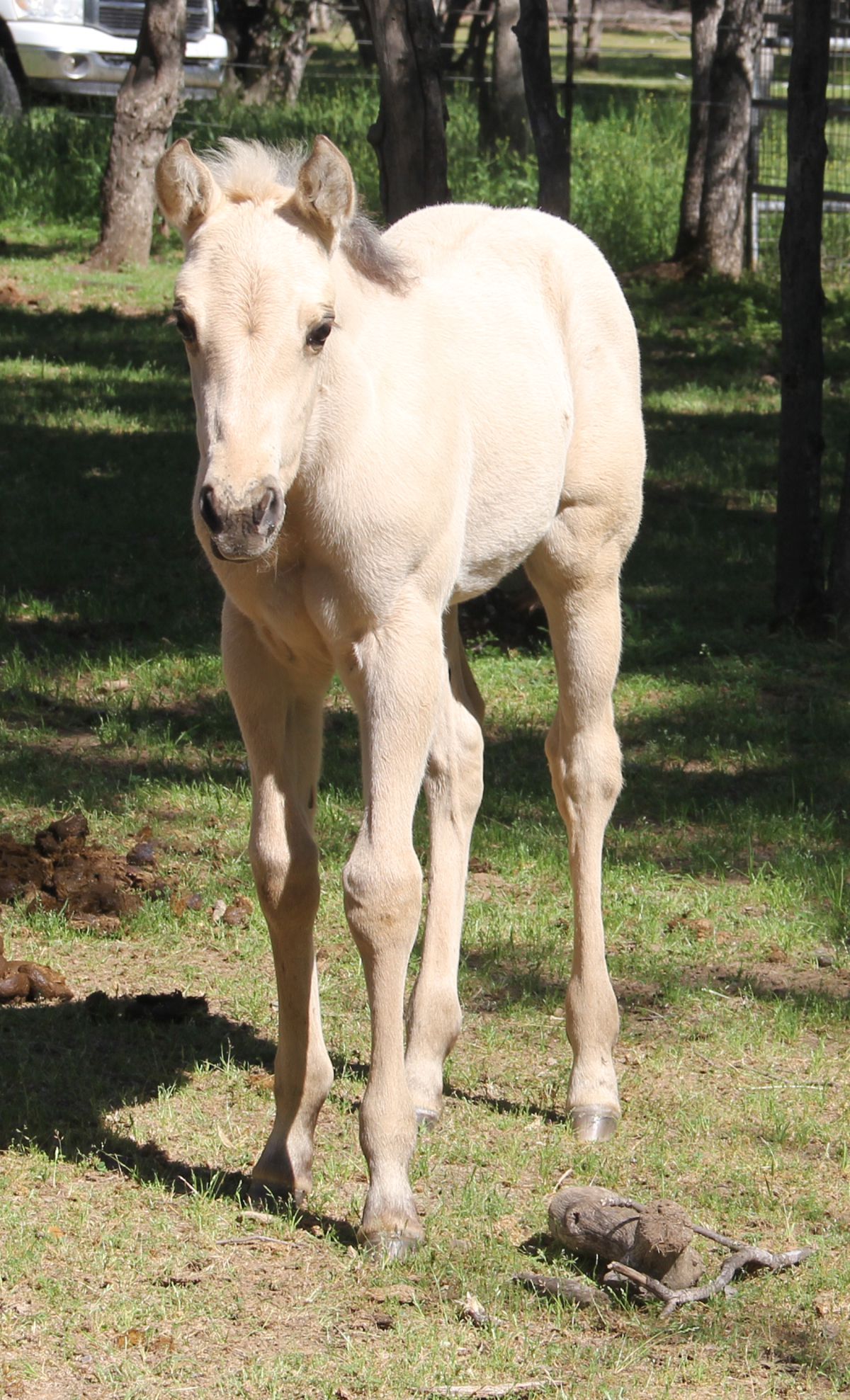 Quarter Horses & Paints For Sale
